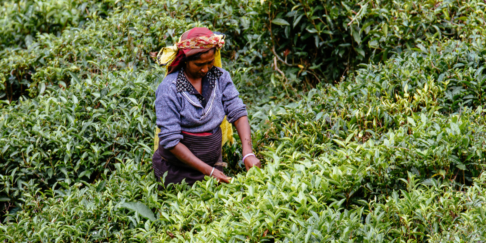 Tea Plantations of Sri Lanka » The finest teas you can grace a cup with