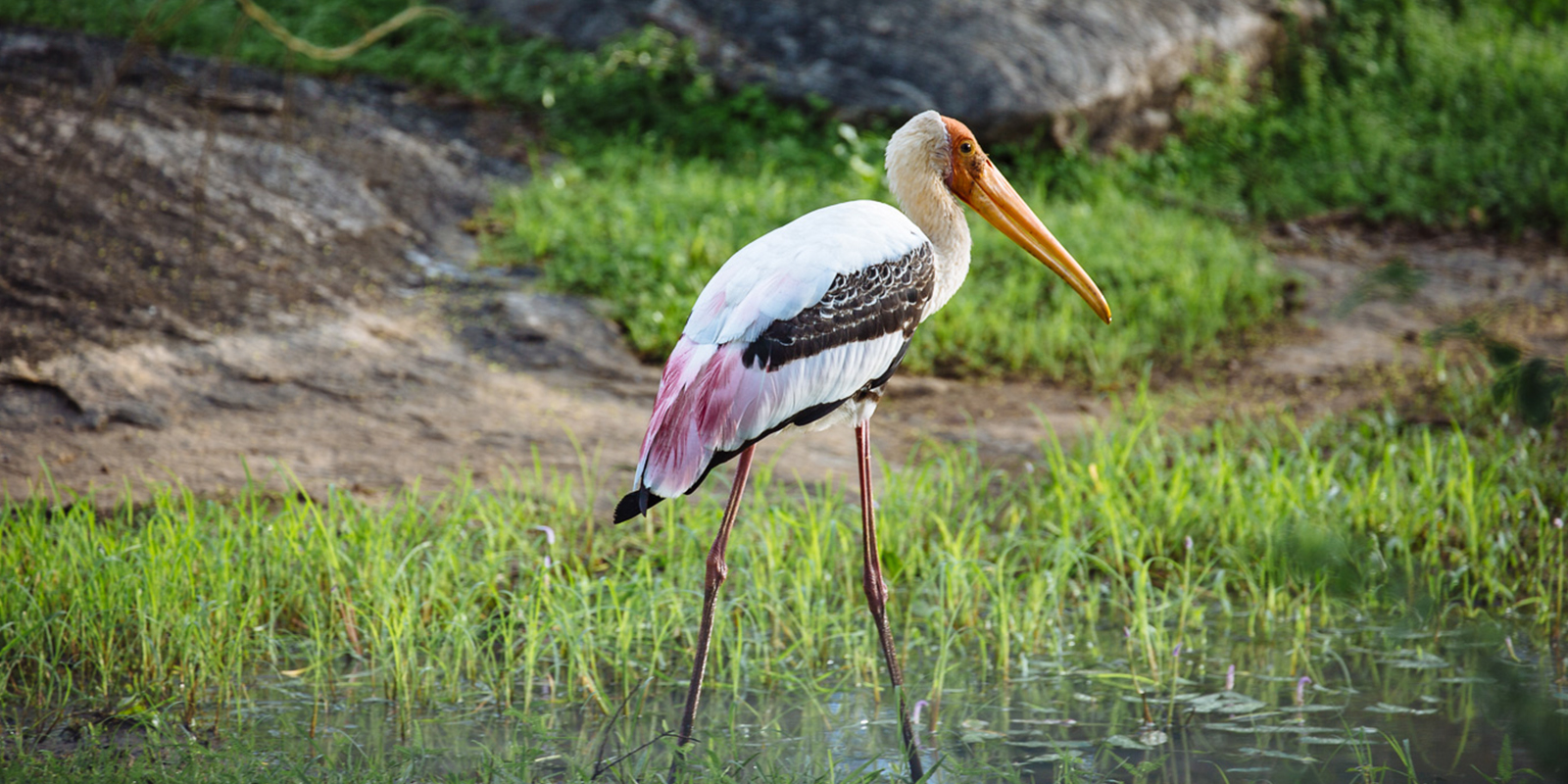 yala-bird - The Island Insider