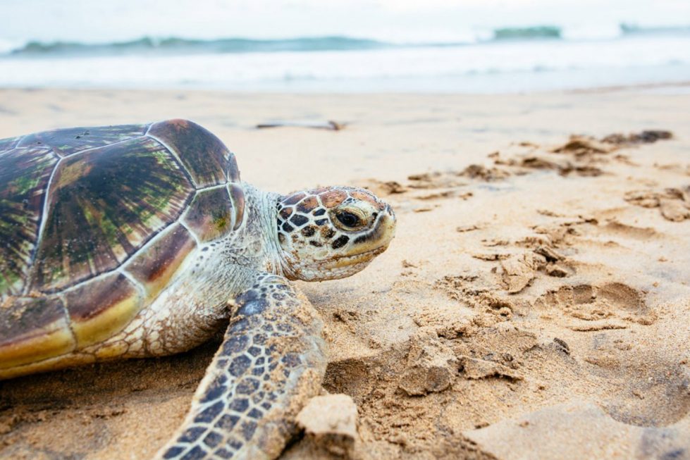 THE ISLAND KITCHEN: Hoppers - The Island Insider